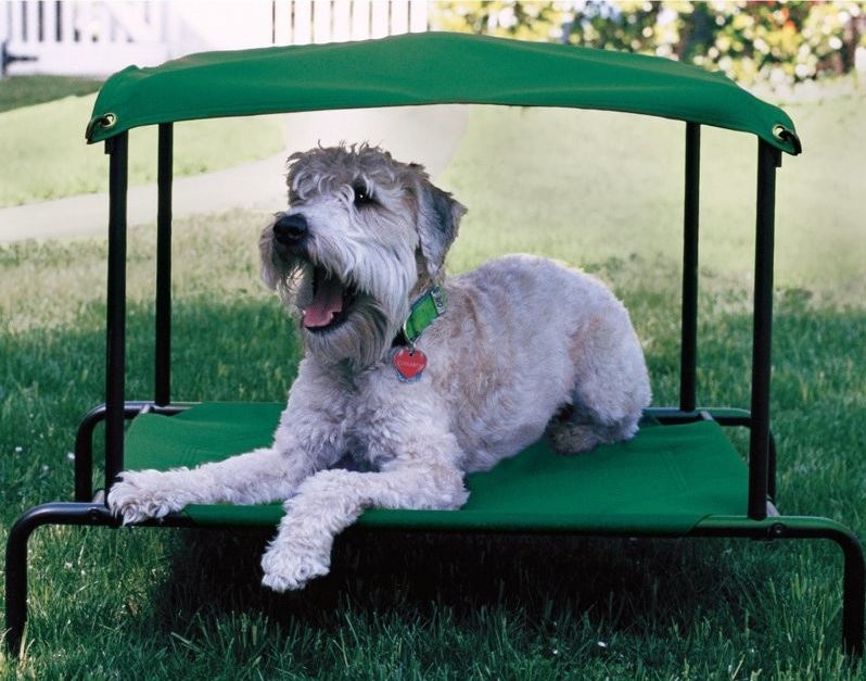 Our Top 6 Summer Dog Products - The Official Petflow Blog