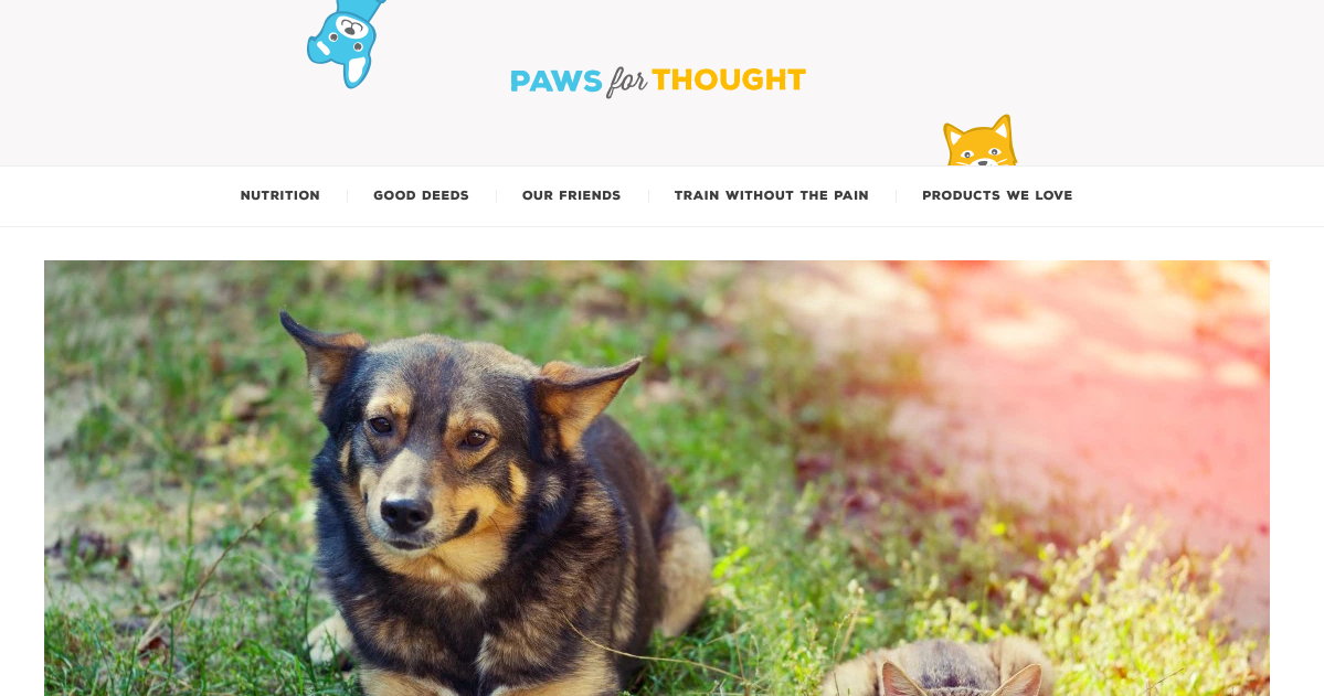 Dogs Archives - The Official Petflow Blog
