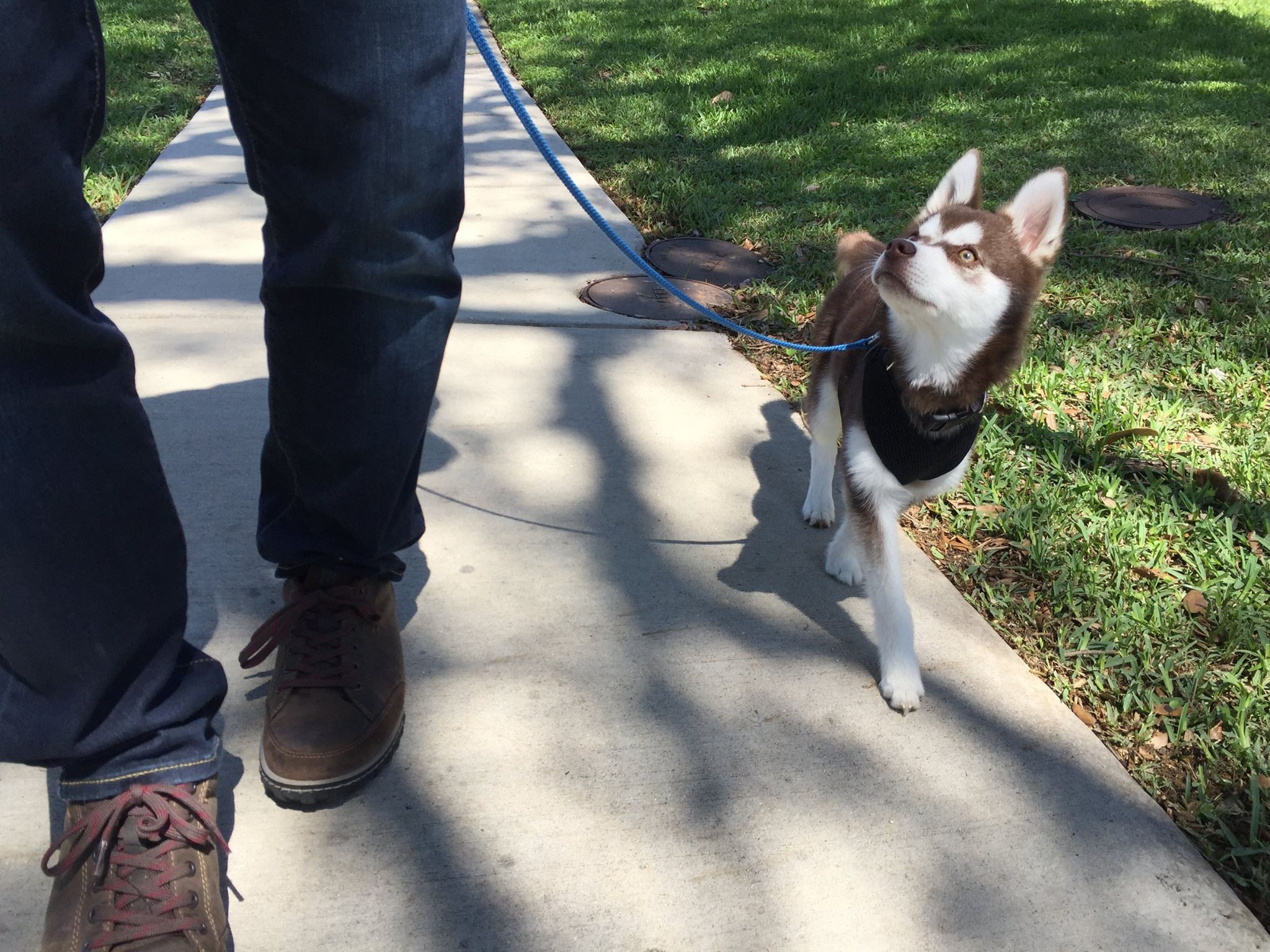 Controlling Your Dog's Environment - The Official Petflow Blog