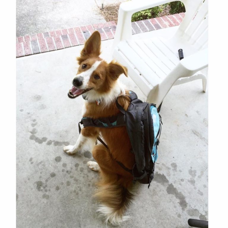 The Official Petflow Blog - Nourishing the relationship between you and your pet, every day.