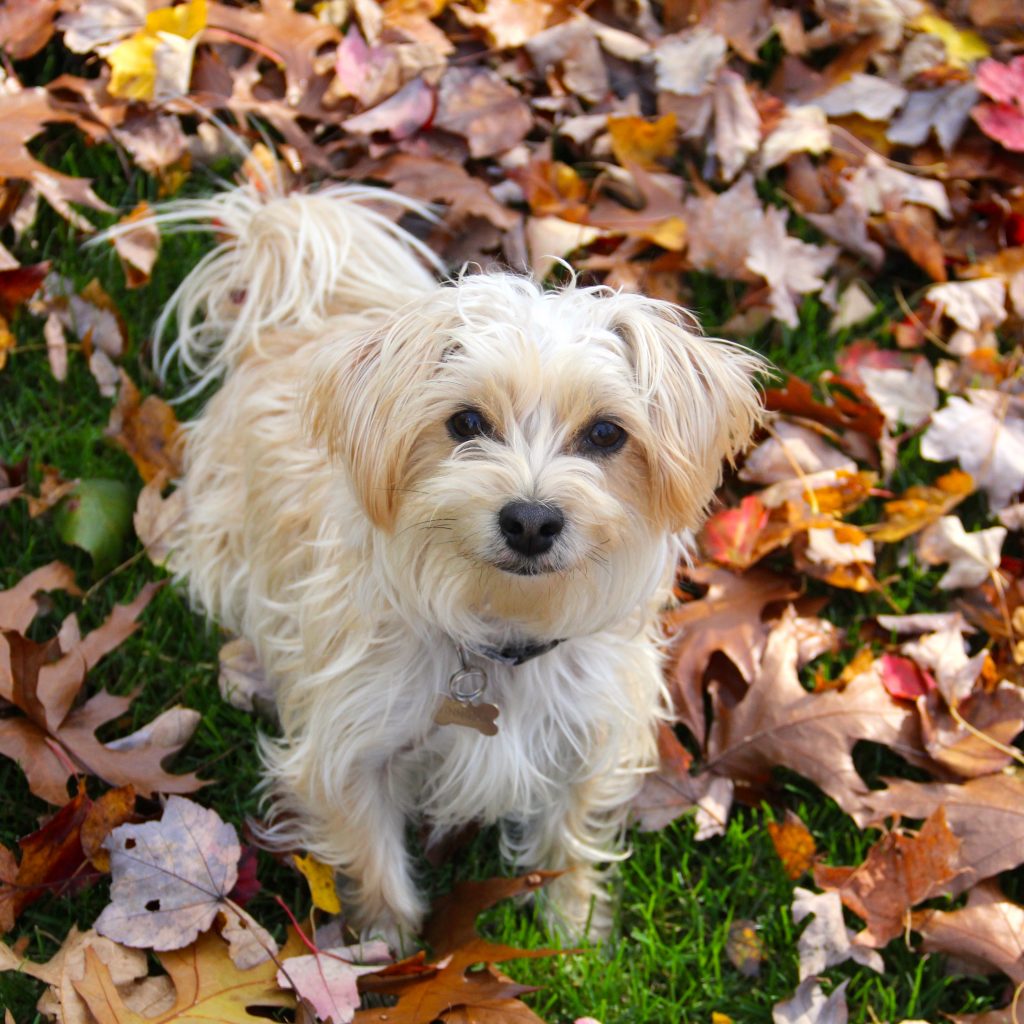 Fall Safety Tips For Pets - The Official Petflow Blog