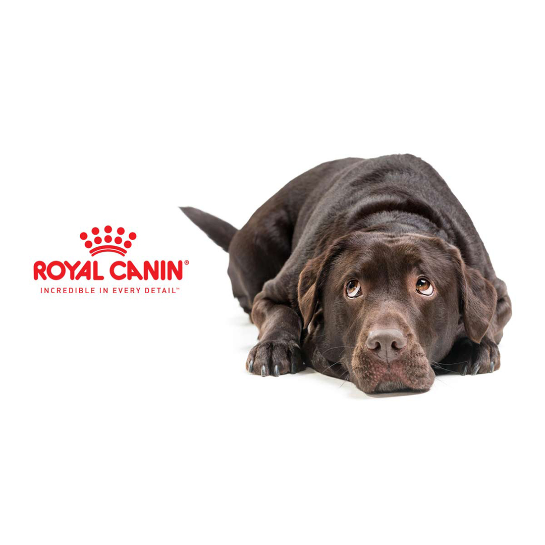 Gastrointestinal upsets are common in pets during the Holiday Season