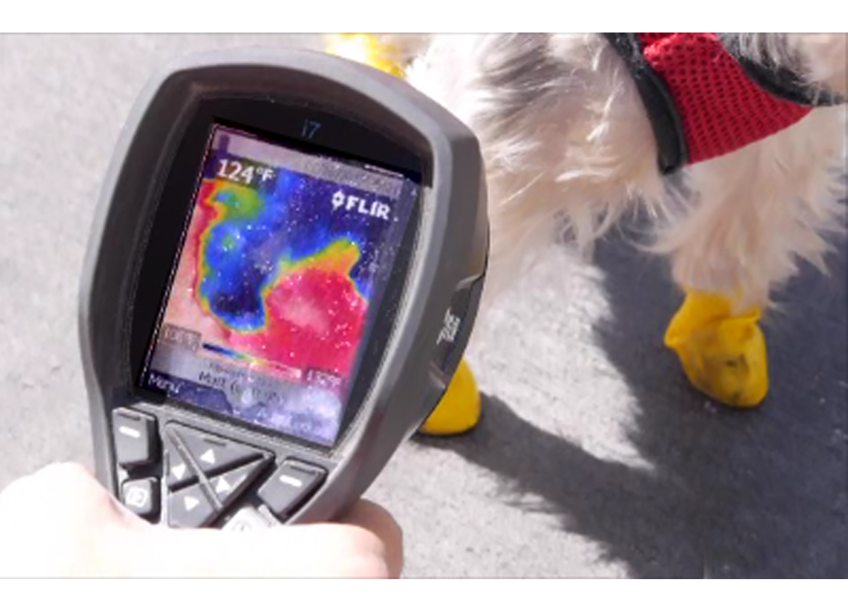 How to protect your pets paws year round! - The Official Petflow Blog