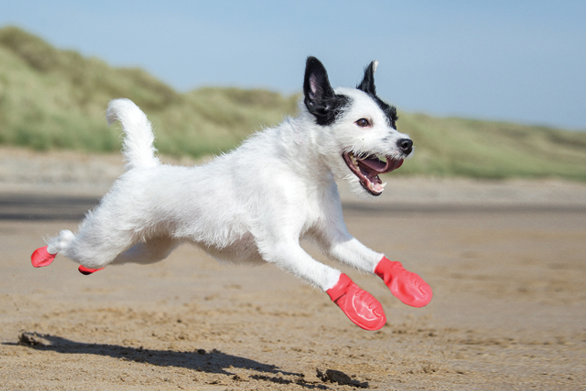 How to protect your pets paws year round! - The Official Petflow Blog