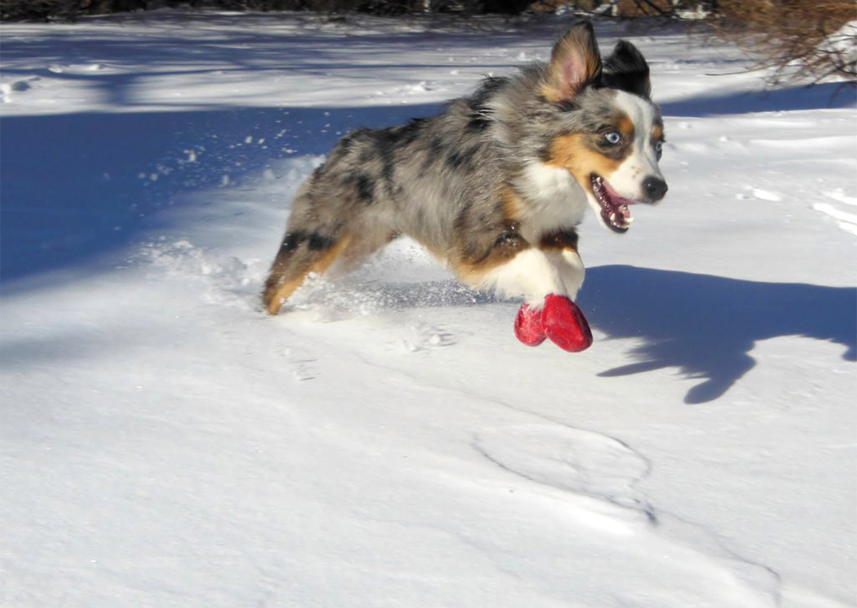 How to protect your pets paws year round! - The Official Petflow Blog