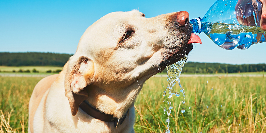 7 Things to Keep Your Pet Hydrated This Summer! - The Official PetFlow Blog