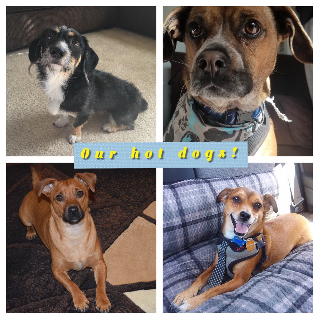 Meet the PetFlow Office Hot Diggity Dogs! - The Official PetFlow Blog