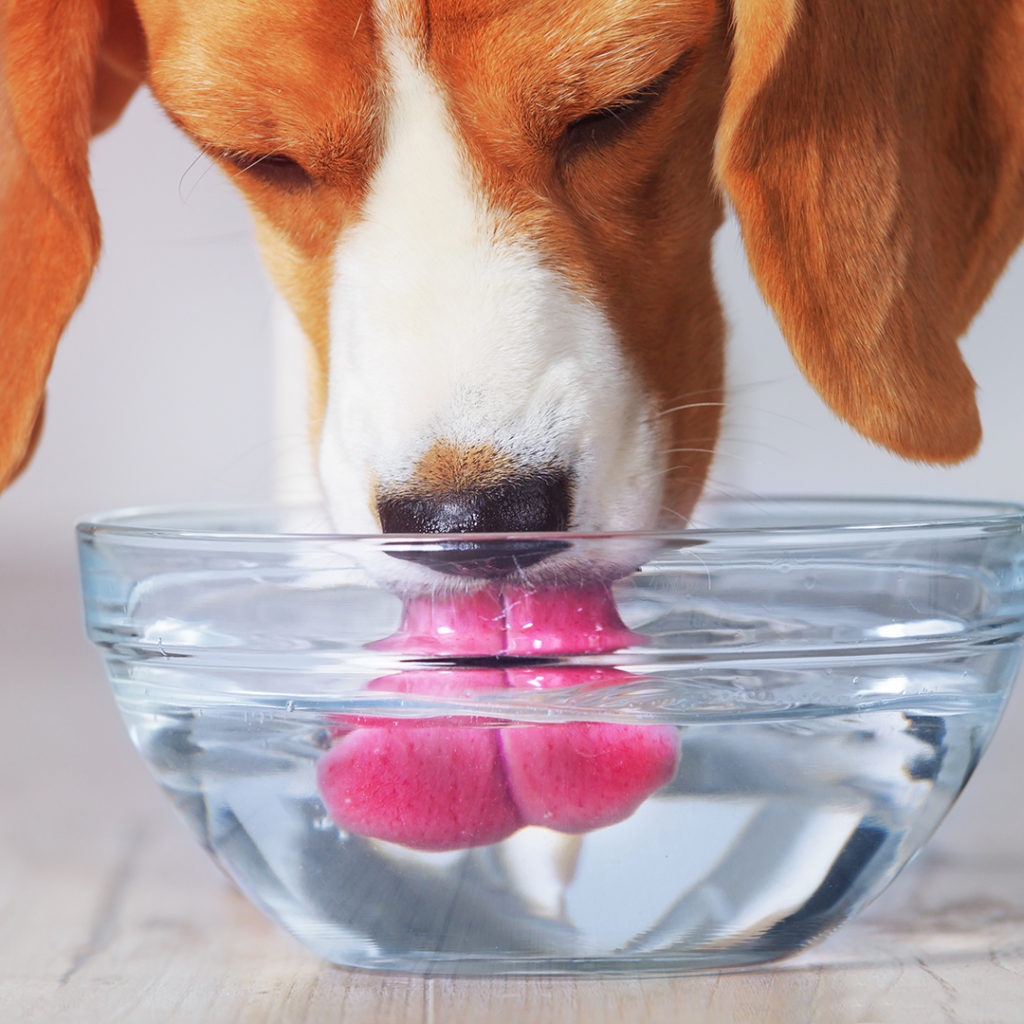 7 Things to Keep Your Pet Hydrated This Summer! - The Official PetFlow Blog