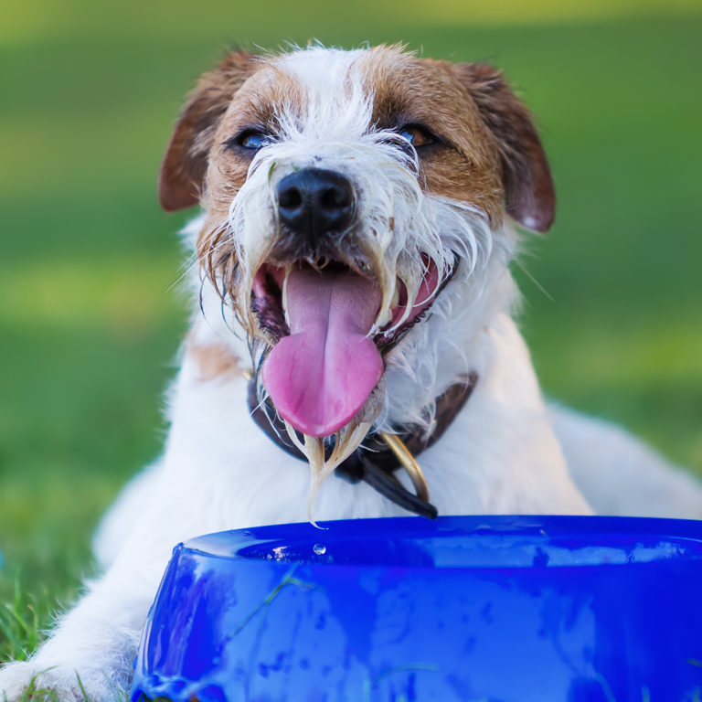 7 Things to Keep Your Pet Hydrated This Summer! - The Official PetFlow Blog