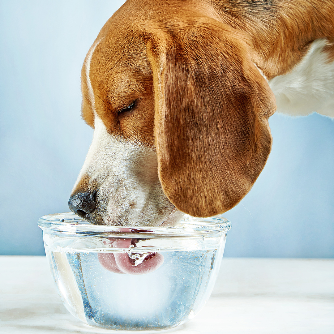 7 Things to Keep Your Pet Hydrated This Summer! - The Official PetFlow Blog