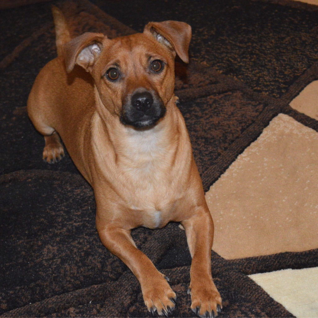 Meet the PetFlow Office Hot Diggity Dogs! - The Official Petflow Blog