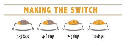 Essential Cat Nutrition ft. PetGuard - The Official PetFlow Blog