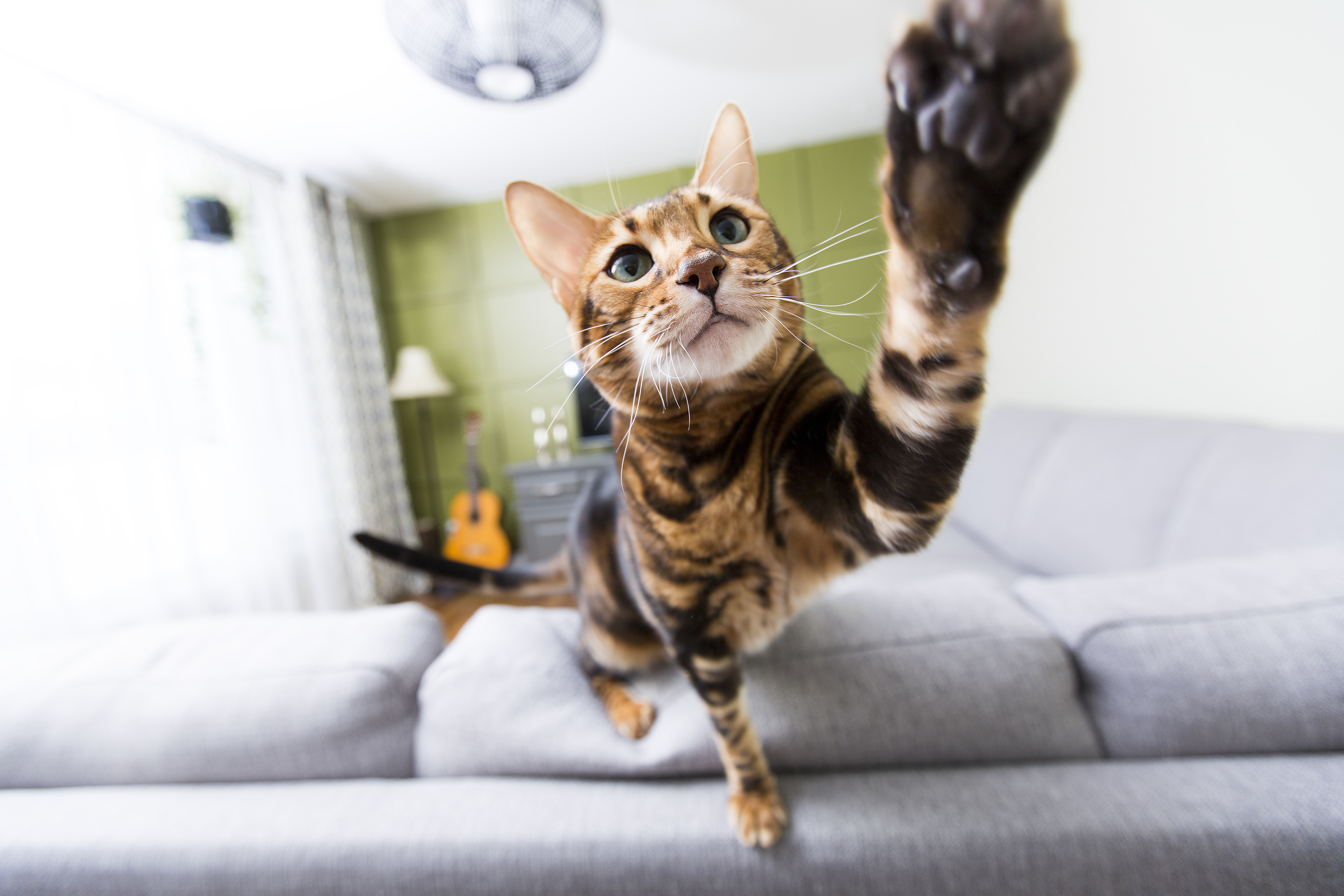 Essential Cat Nutrition ft. PetGuard - The Official Petflow Blog