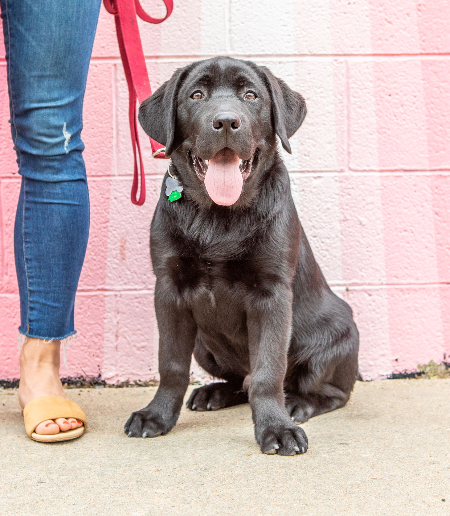 Puppy Feeding Guidelines - The Official Petflow Blog