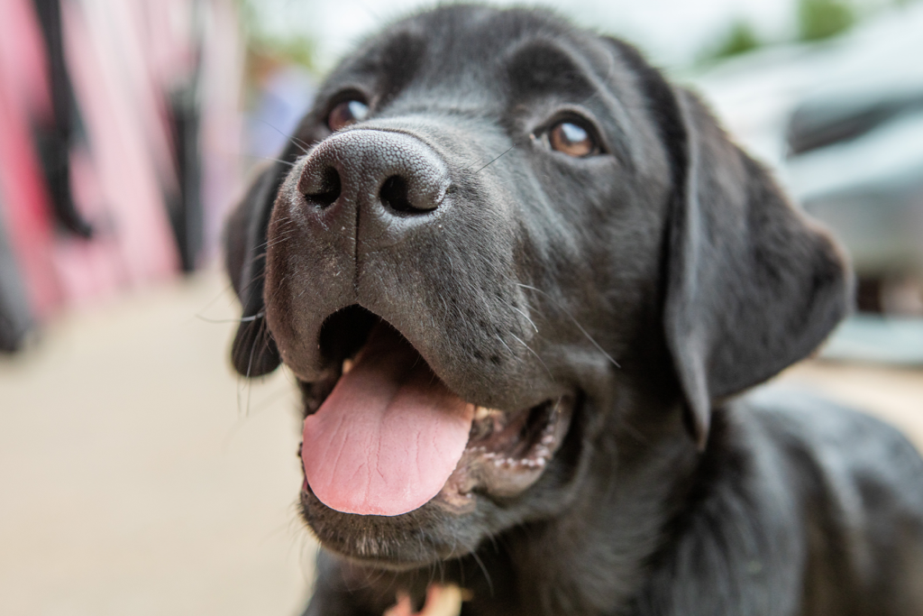 Puppy Feeding Guidelines - The Official Petflow Blog