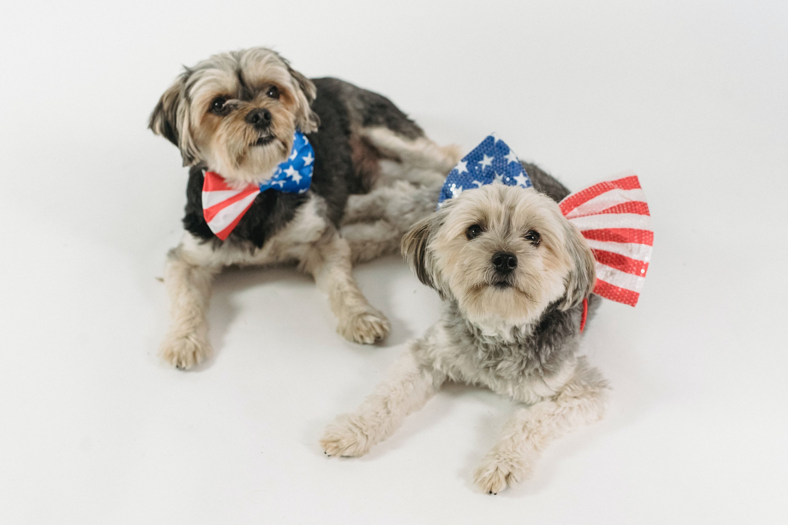 Prepping Your Pet for Fourth of July Fireworks - The Official Petflow Blog