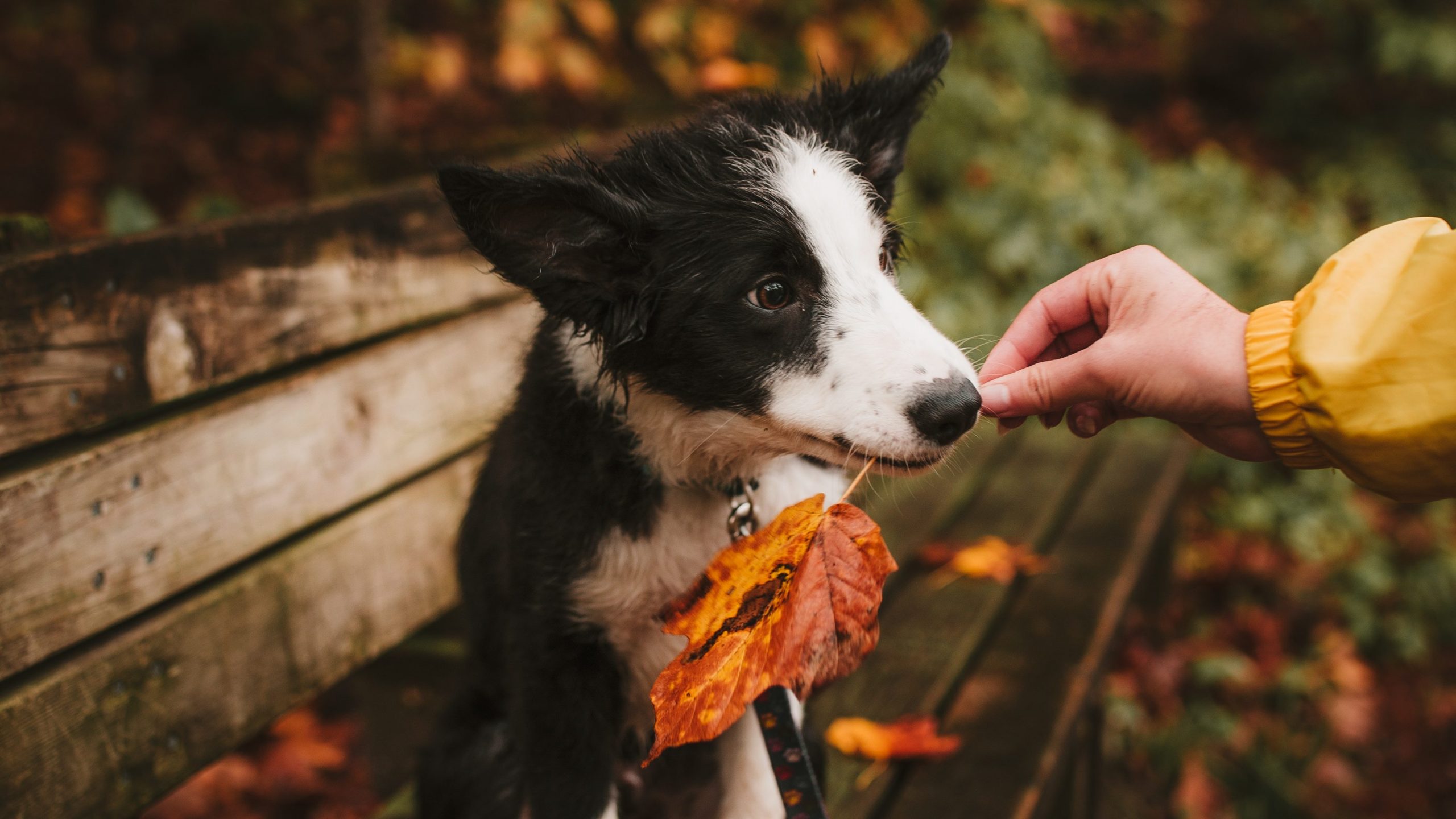 Our Favorite Fall Products - The Official Petflow Blog