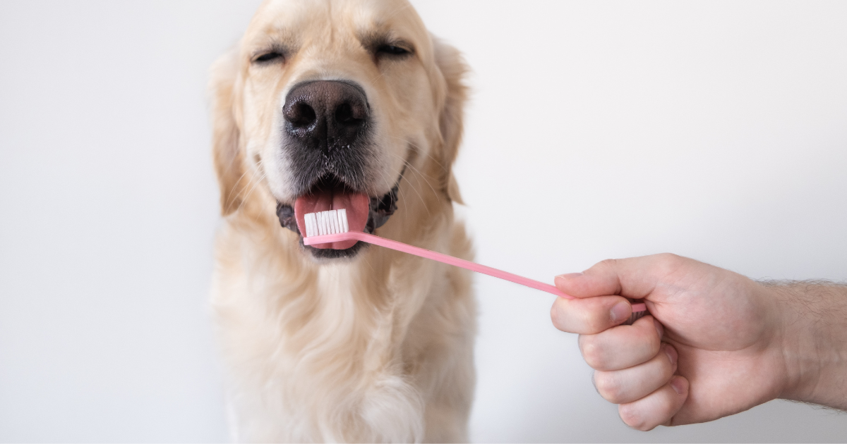 The Importance of Dental Care - The Official Petflow Blog