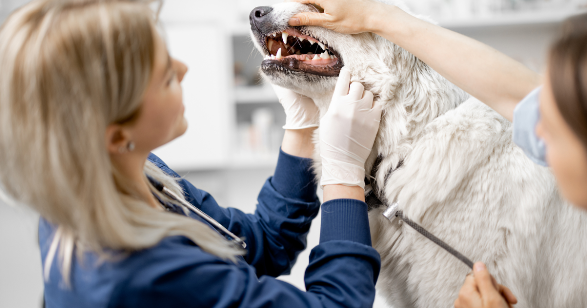 The Importance of Dental Care - The Official Petflow Blog