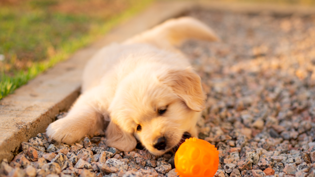 Preparing for Puppy Love: 5 Must-Have Puppy Products for Families with ...