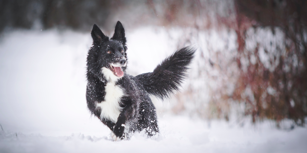 Protect Those Paws! Why Paw Wax is a Winter Weather Essential - The Official Petflow Blog