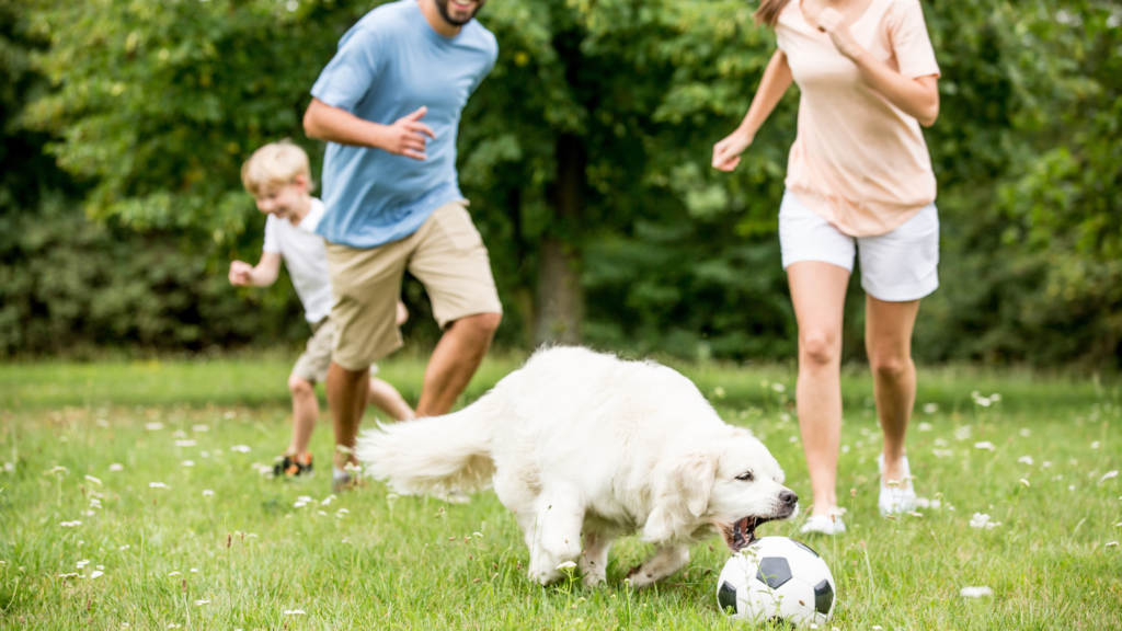 April Adventures - Celebrate Active Dog Month with These 10 Tail ...