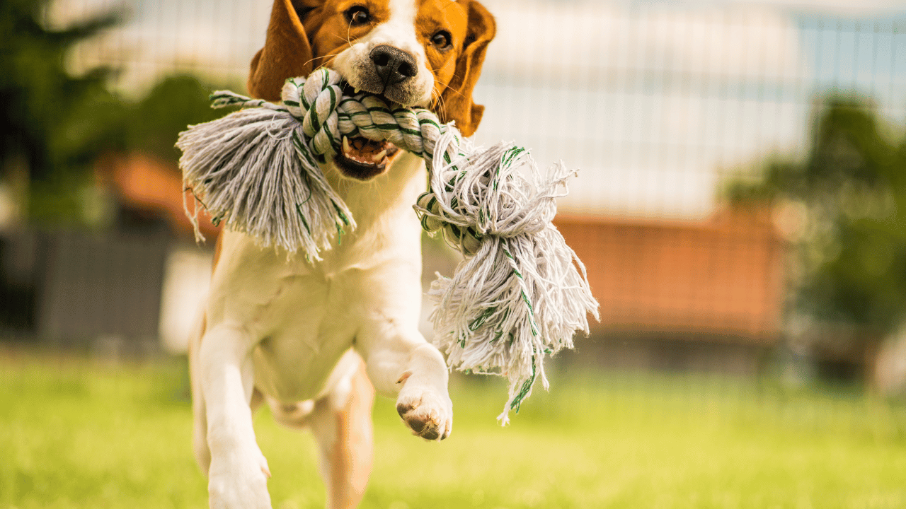 The McBriber – Prevention and Treatment - The Official Petflow Blog