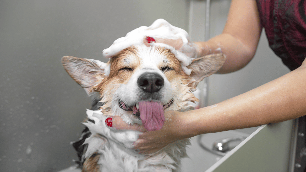 A Guide to Washing Your Dog - The Official Petflow Blog